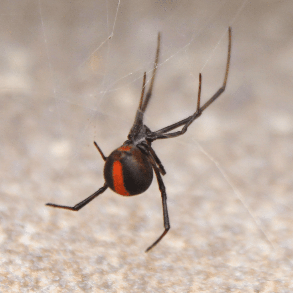 Spider Identification Firstaidpro