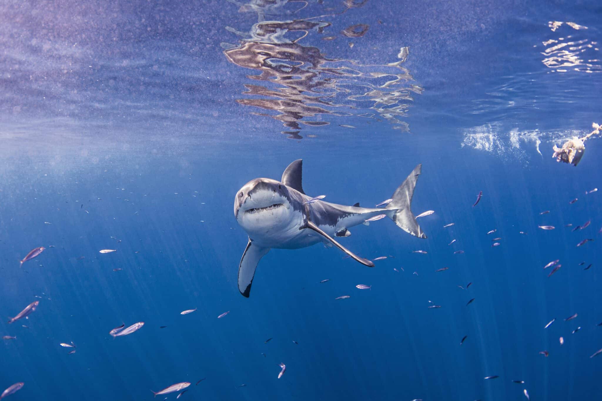 Australian Great White Shark – Facts, Figures and How to Avoid ...