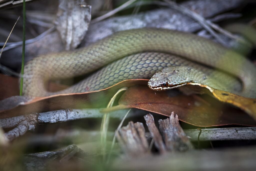 Snake Bite Response: Critical First Aid Treatment Steps