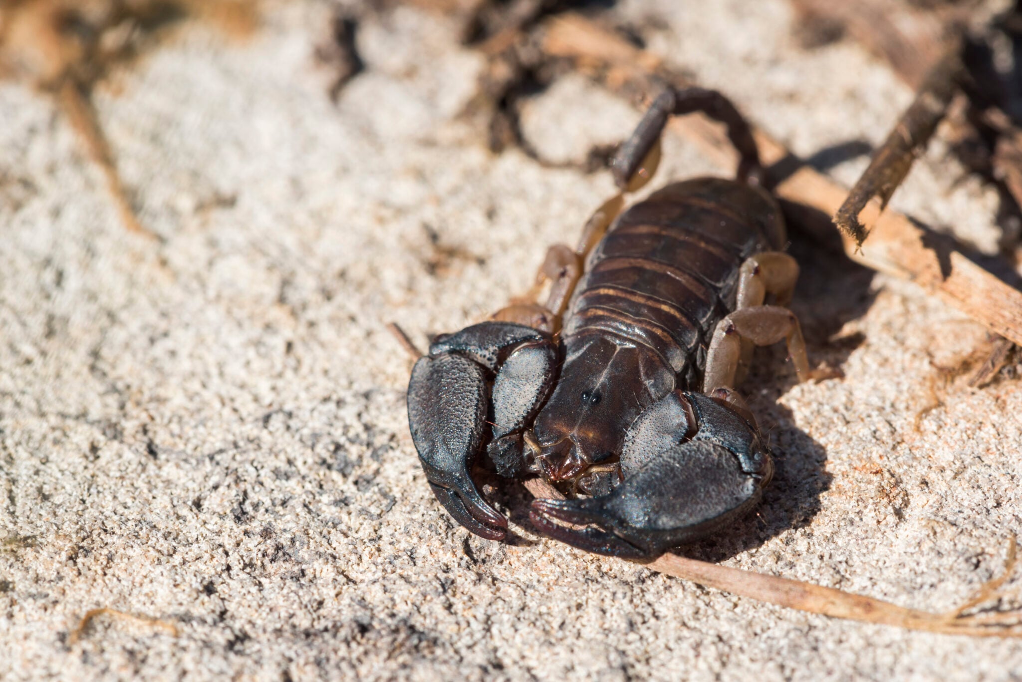 Scorpion Stings: 3 Best Steps for Handling Them