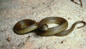 Snakes in Tasmania: Uncovering the Secrets of These Reptiles - FirstAidPro