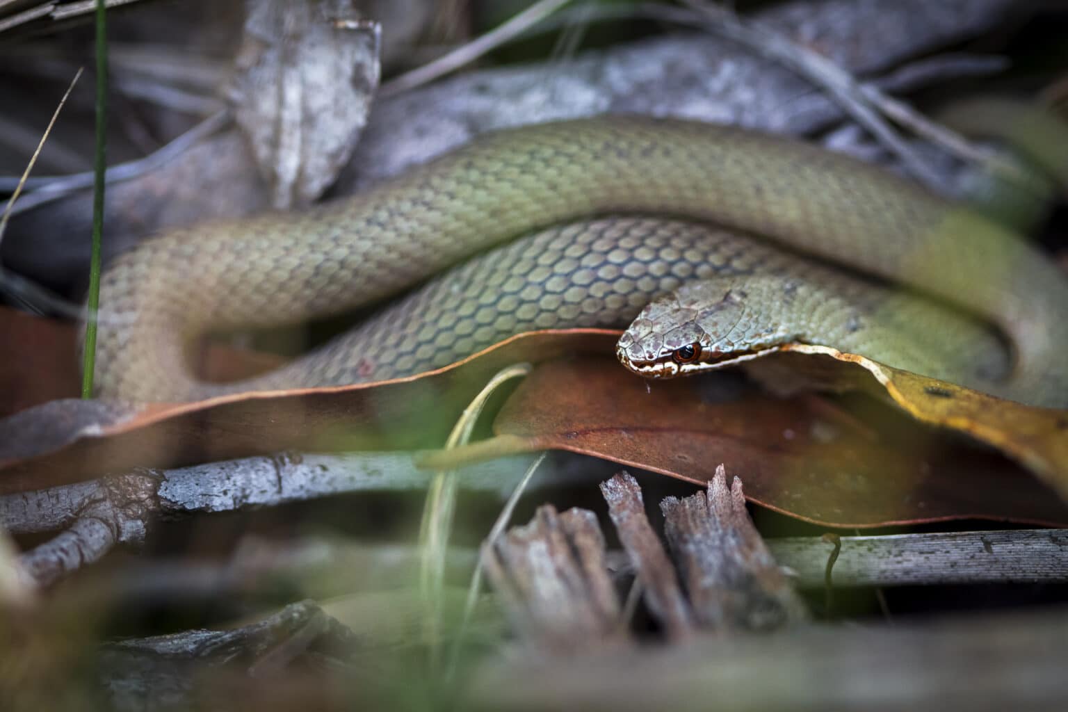 Top 10 Venomous Snakes in Australia: Identification, Dangers, and First ...