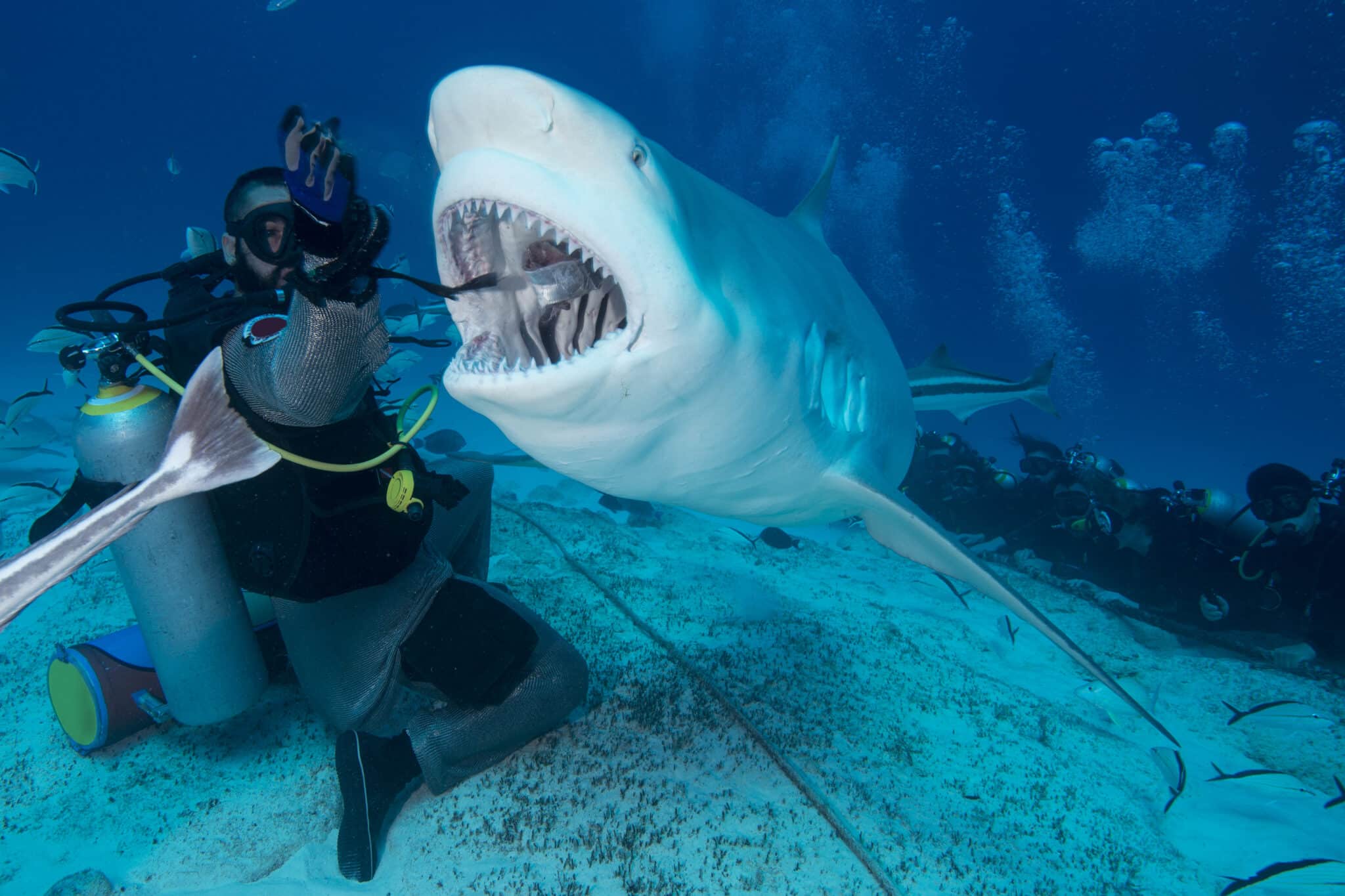 Shark Bite: Top 5 Steps for Safety and First Aid Response