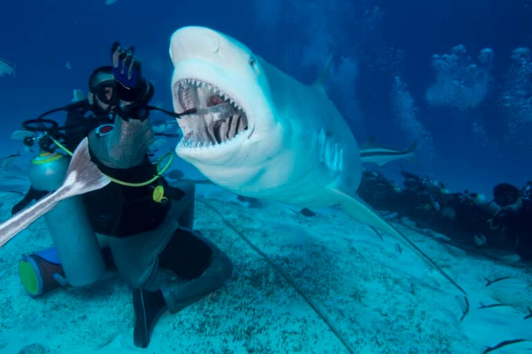 Shark Bite: Top 5 Steps for Safety and First Aid Response