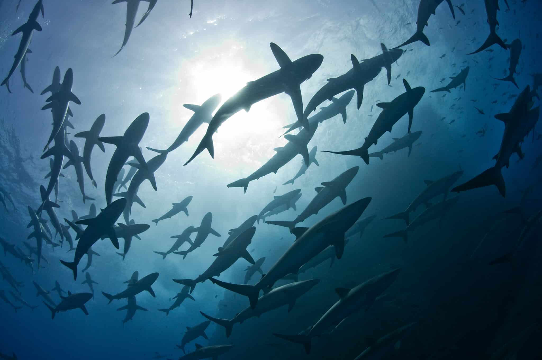 Australian Shark Attacks: What Sharks Are Most Likely To Bite You ...