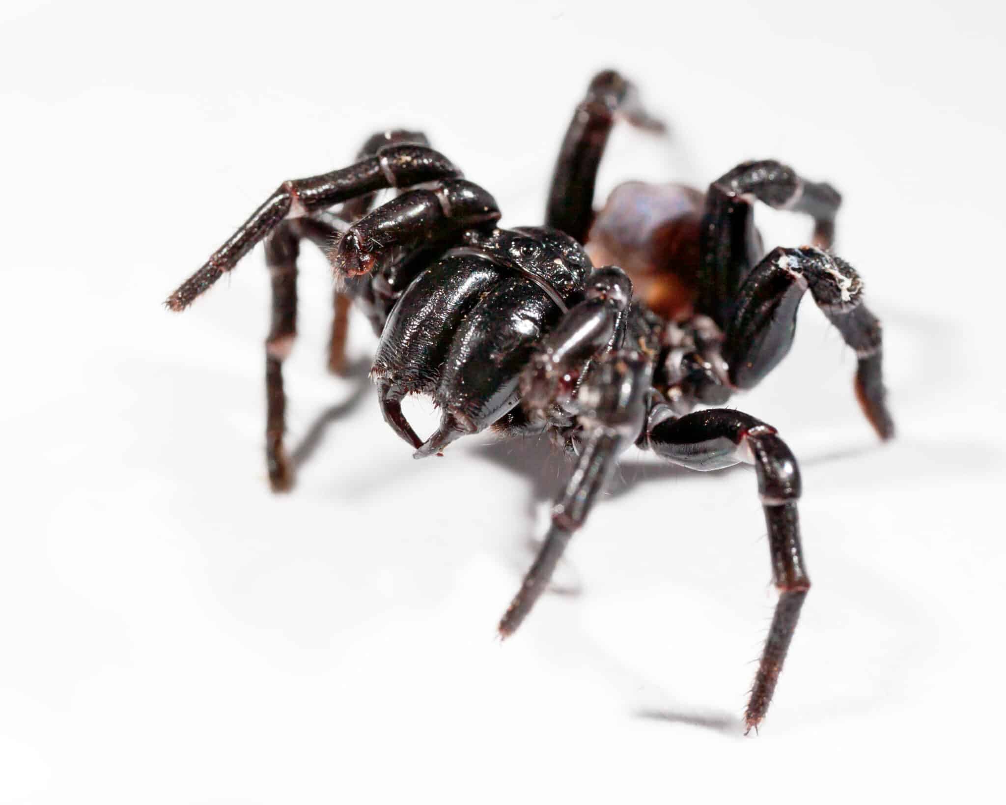 Australian Spider Bites: First Aid Tips & Poisons Information Guide ...