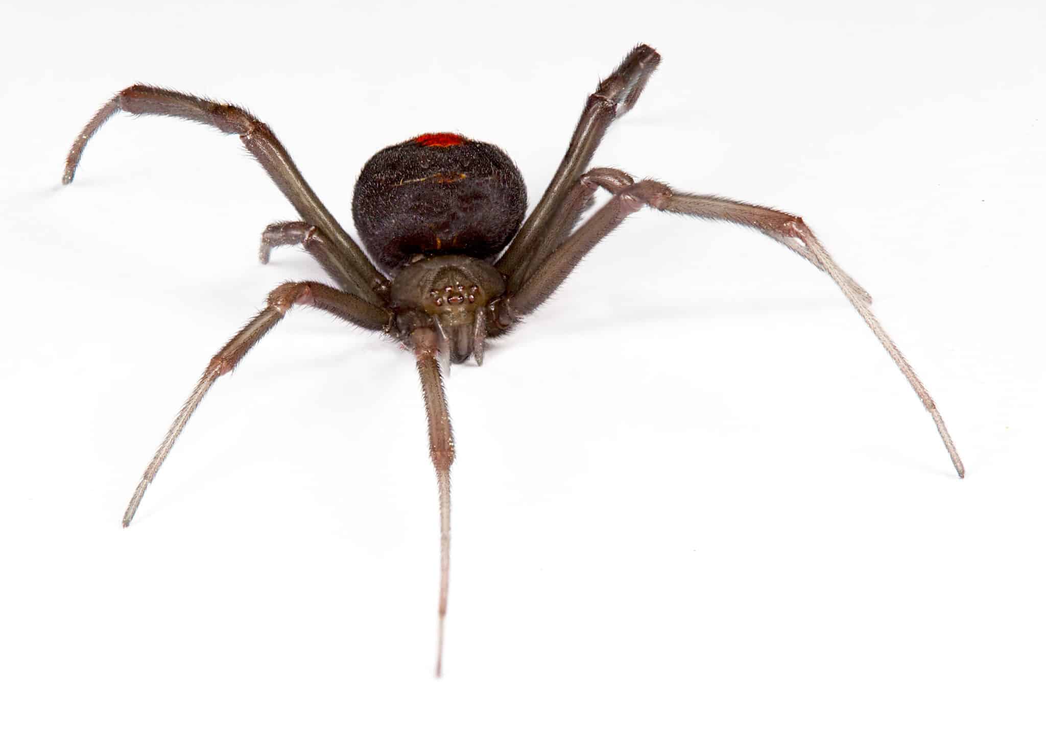 Redback Spider Bite Identification Bite Symptoms And Treatment 4310
