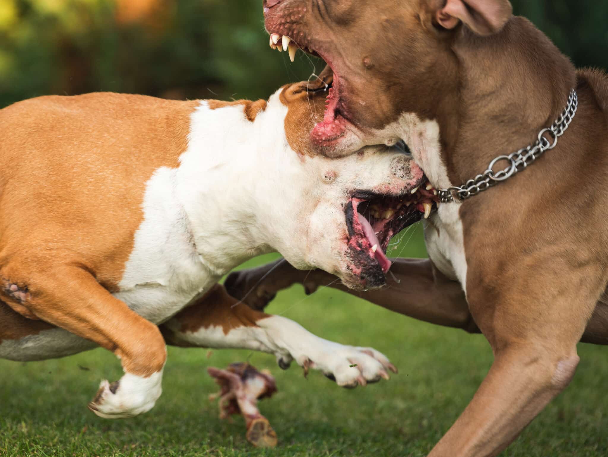 Dog Bite – Symptoms, Risks & First Aid - FirstAidPro