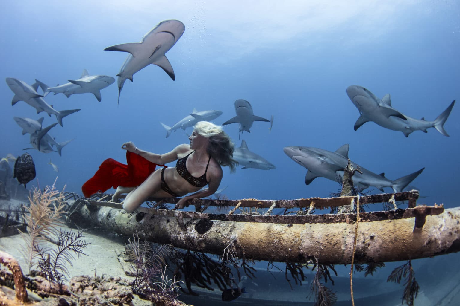 Tiger Shark Attacks in Australia: Identification, Dangers & Essential ...